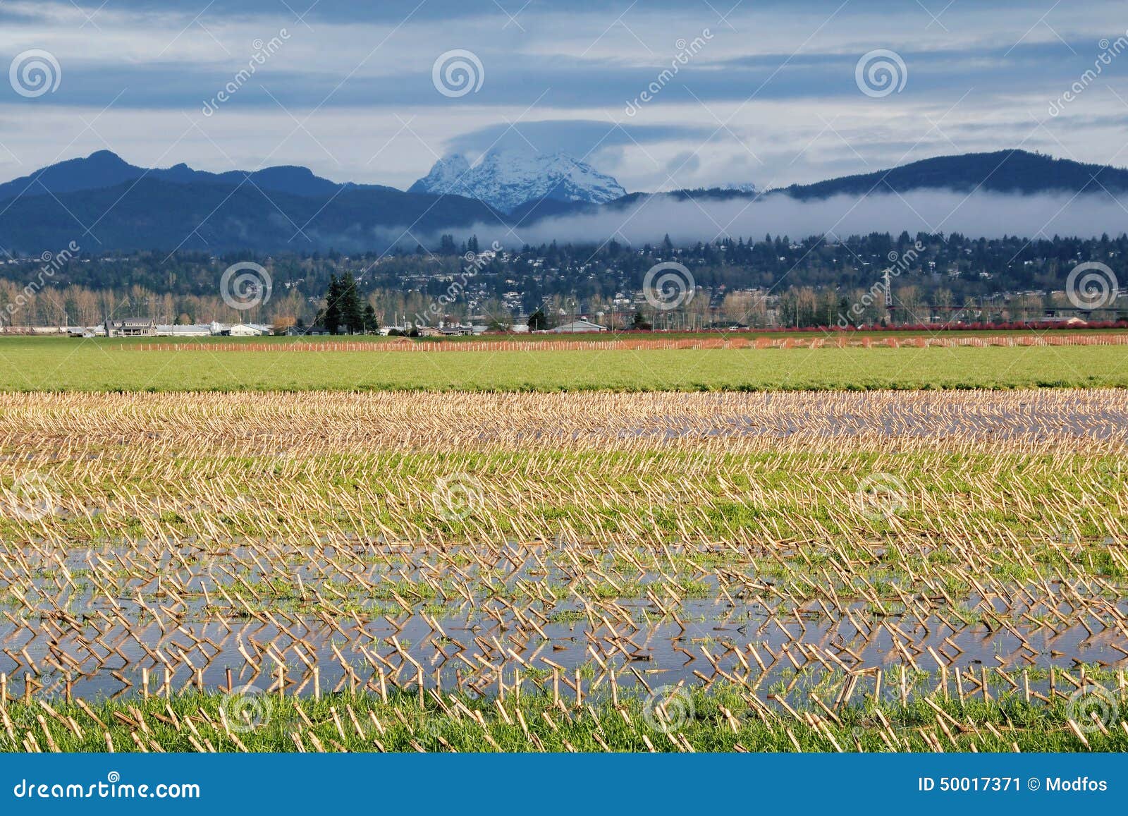 Winter Corn Field stock image. Image of vegetable, acre - 50017371
