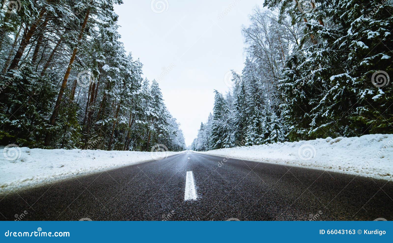 Winter Country Road with Fir Forest on the Side Stock Image - Image of ...