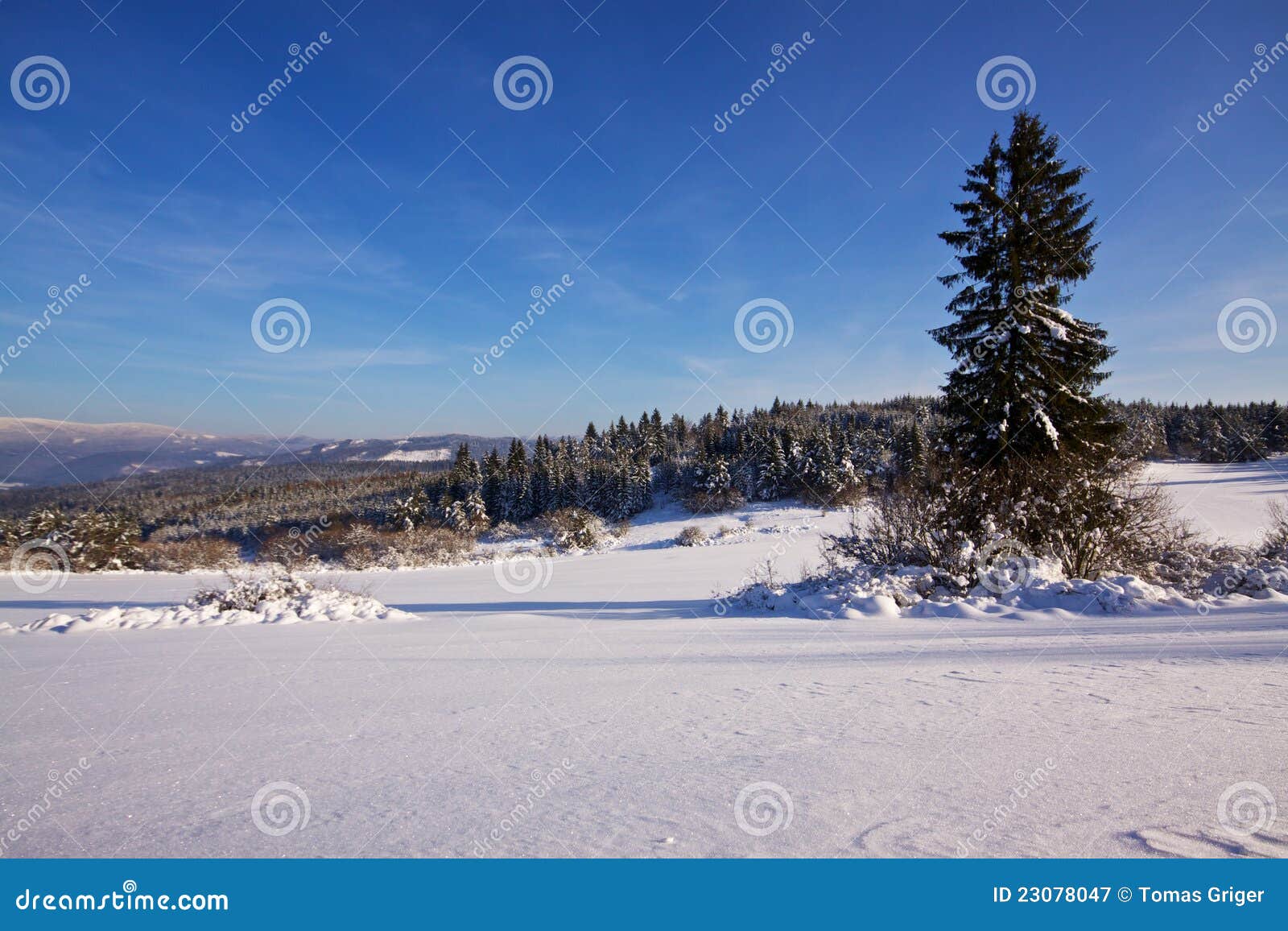 Winter countryside stock image. Image of panorama, pine - 23078047