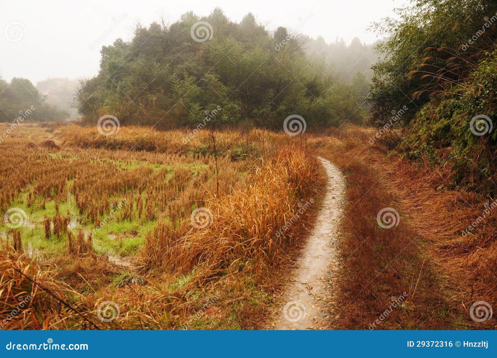 Winter in Countryside stock photo. Image of plant, hunan - 29372316