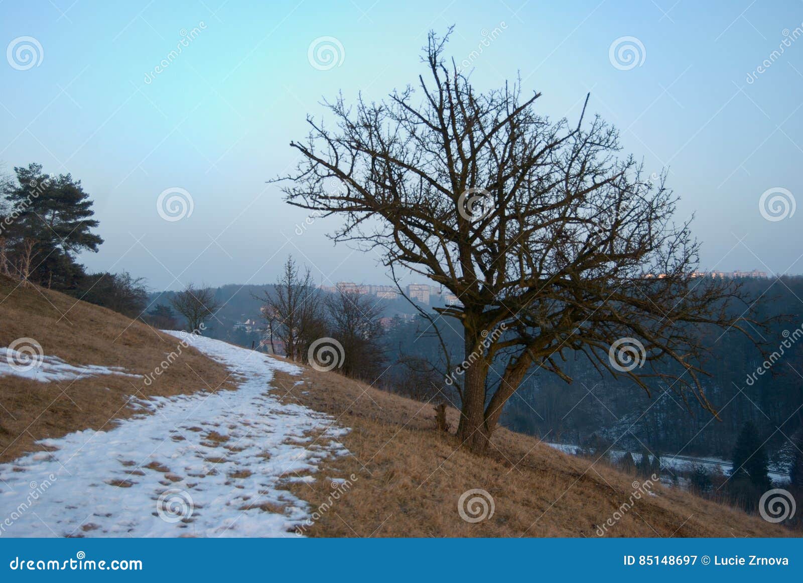 Winter Countryside Panorama Wit Tree Silhouette in Sunset Stock Image ...
