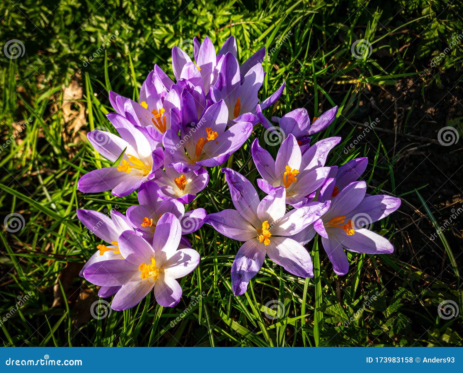Winter Crocus Flowers in Bloom February 2020 Stock Photo - Image of ...