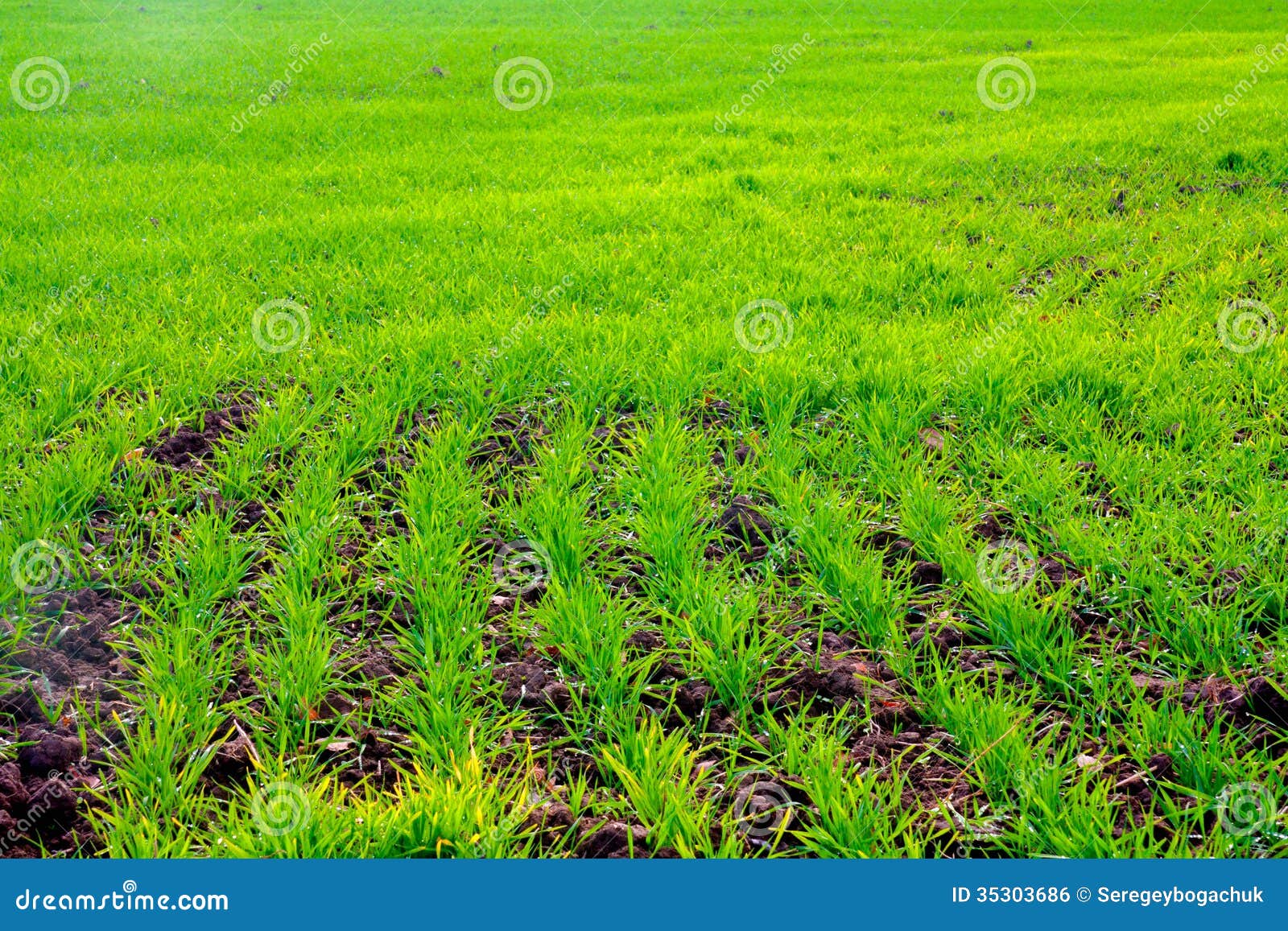 Winter crop stock photo. Image of conservation, landscape - 35303686