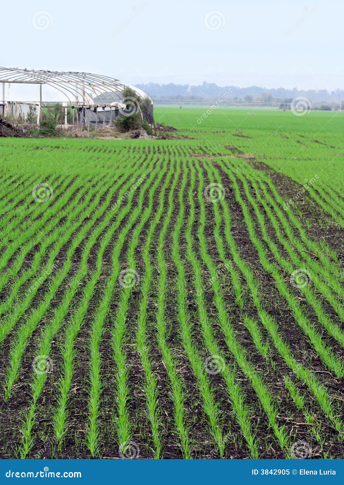 Winter crops stock image. Image of spring, seed, harvest - 3842905