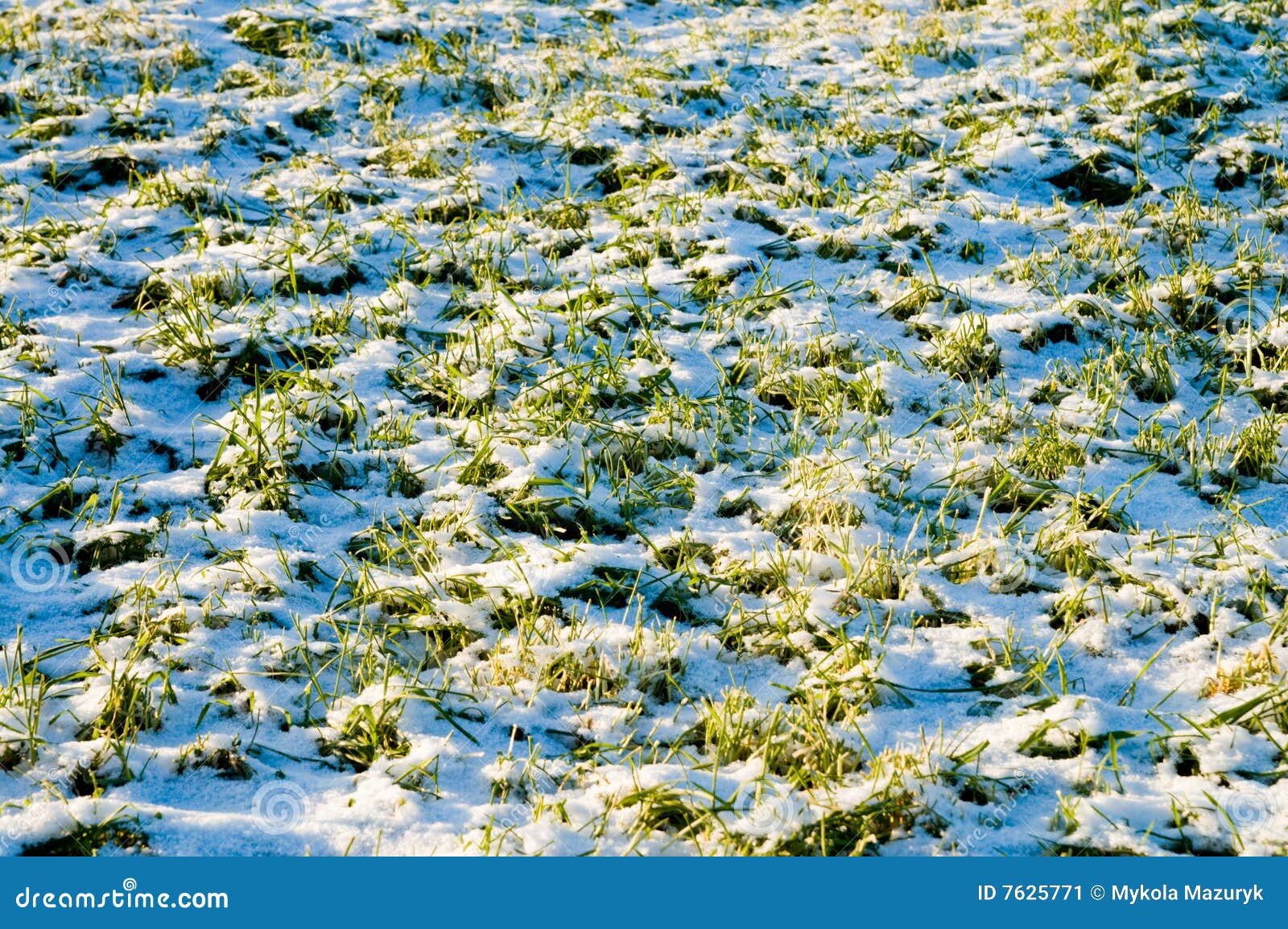 Winter crops stock image. Image of plants, life, cold - 7625771