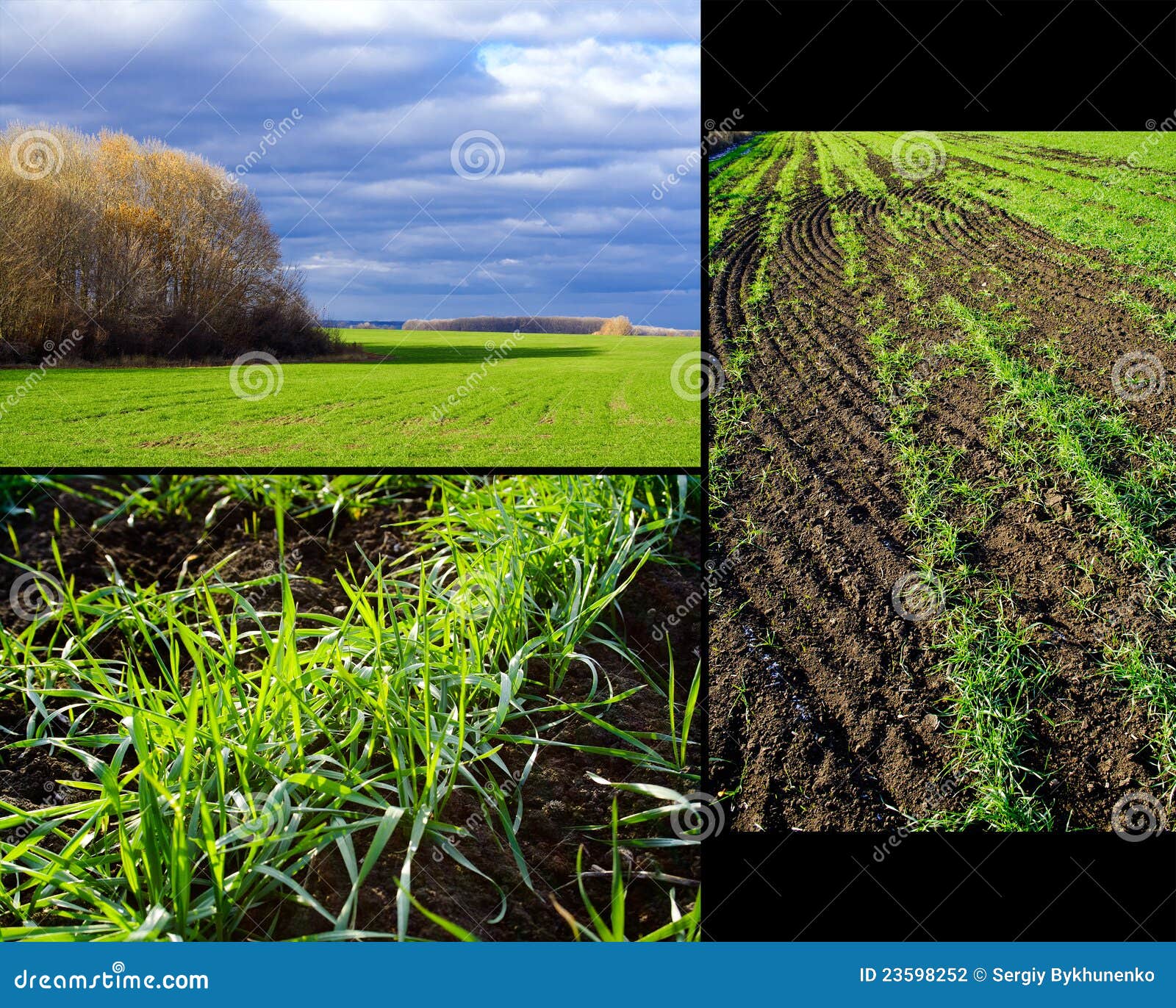 Winter crops collage stock photo. Image of countryside - 23598252