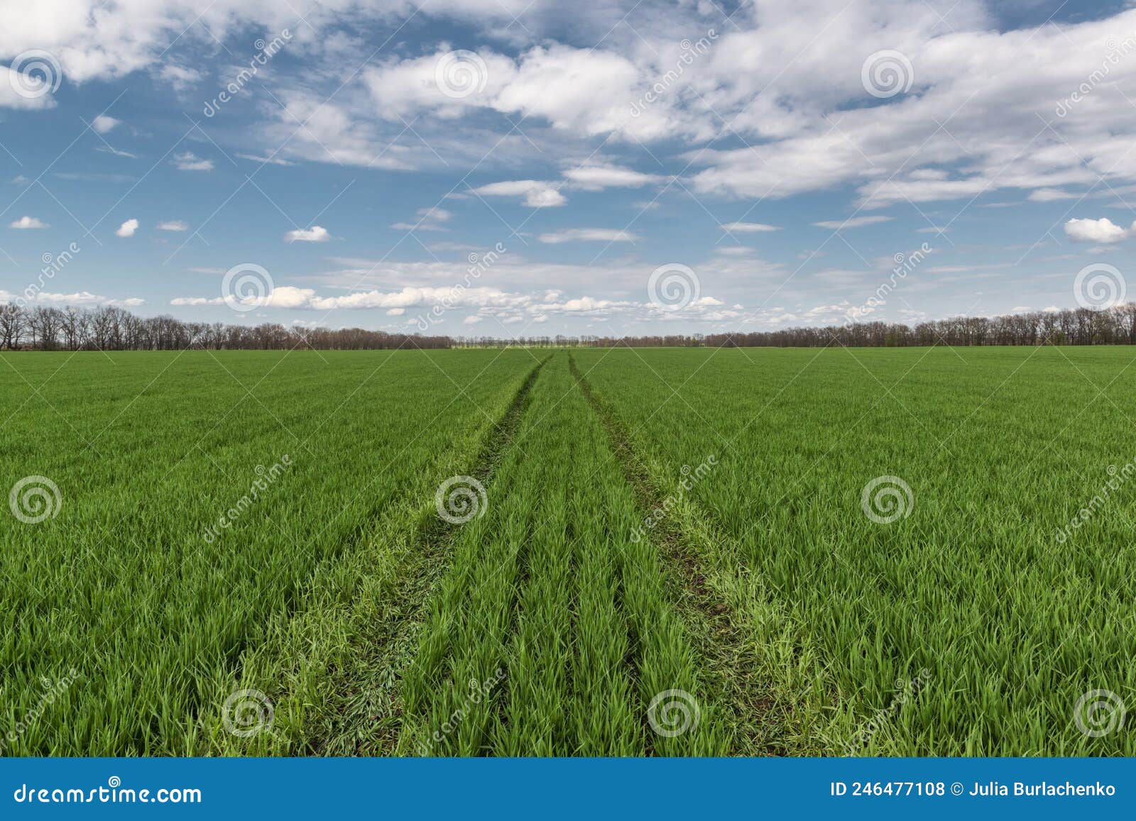 Winter Crops Field with Deep Blue Sky in Spring Stock Photo - Image of ...
