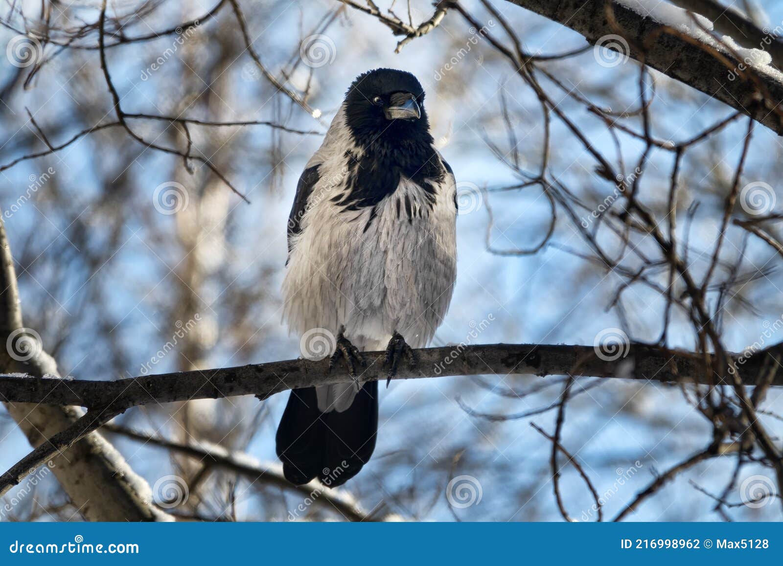 Winter Crow stock photo. Image of hood, anthropic, guest - 216998962