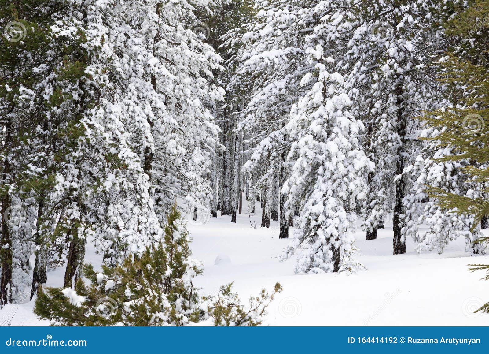 Winter in Cyprus stock photo. Image of olympus, high - 164414192