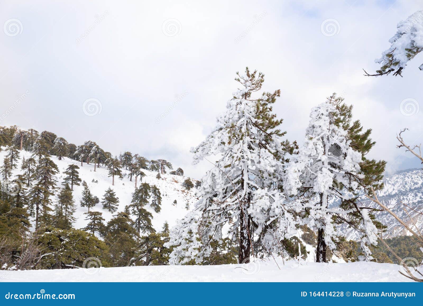 Winter in Cyprus stock photo. Image of high, branch - 164414228