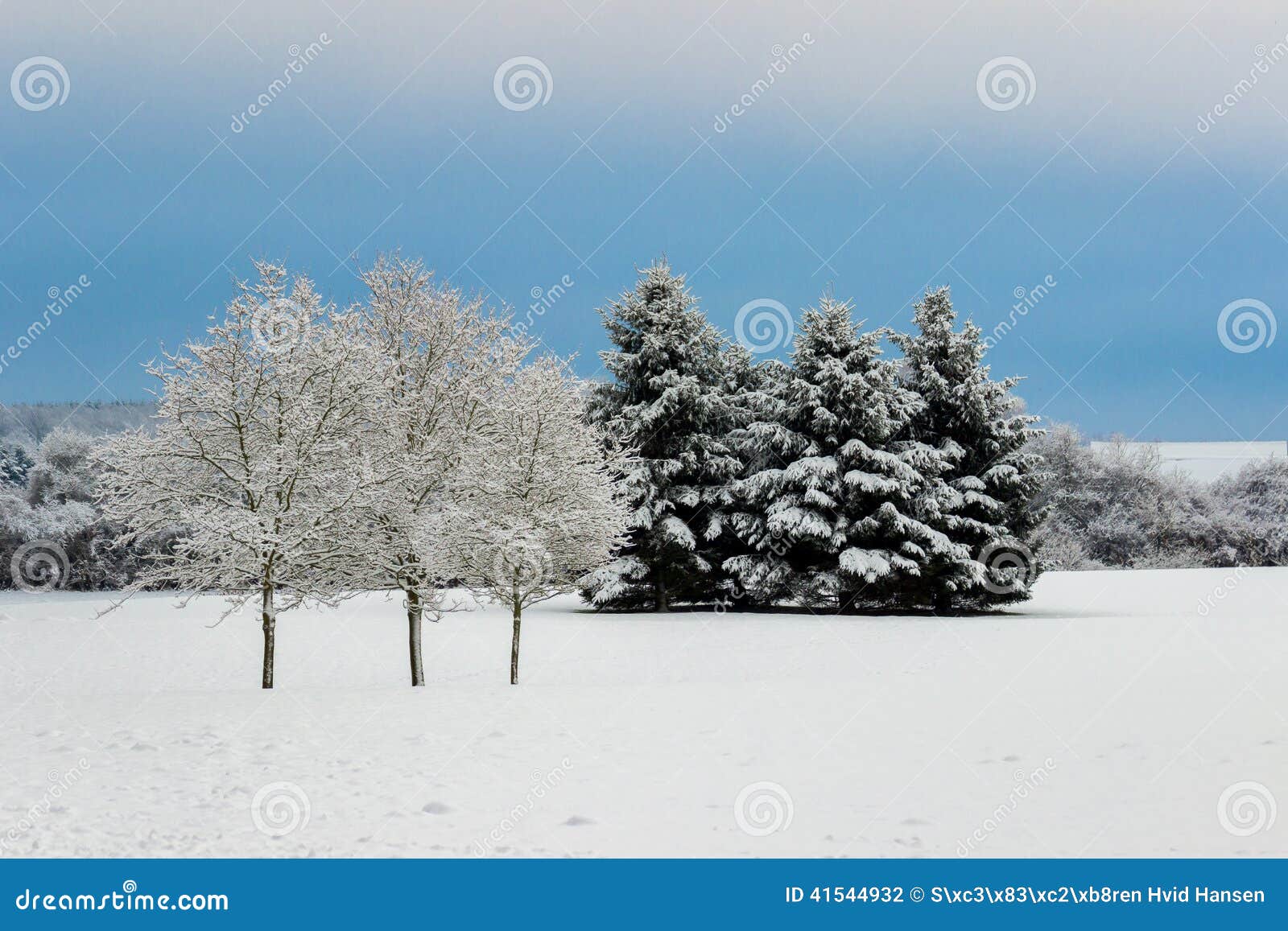 Winter stock photo. Image of frosted, cold, winter, denmark - 41544932