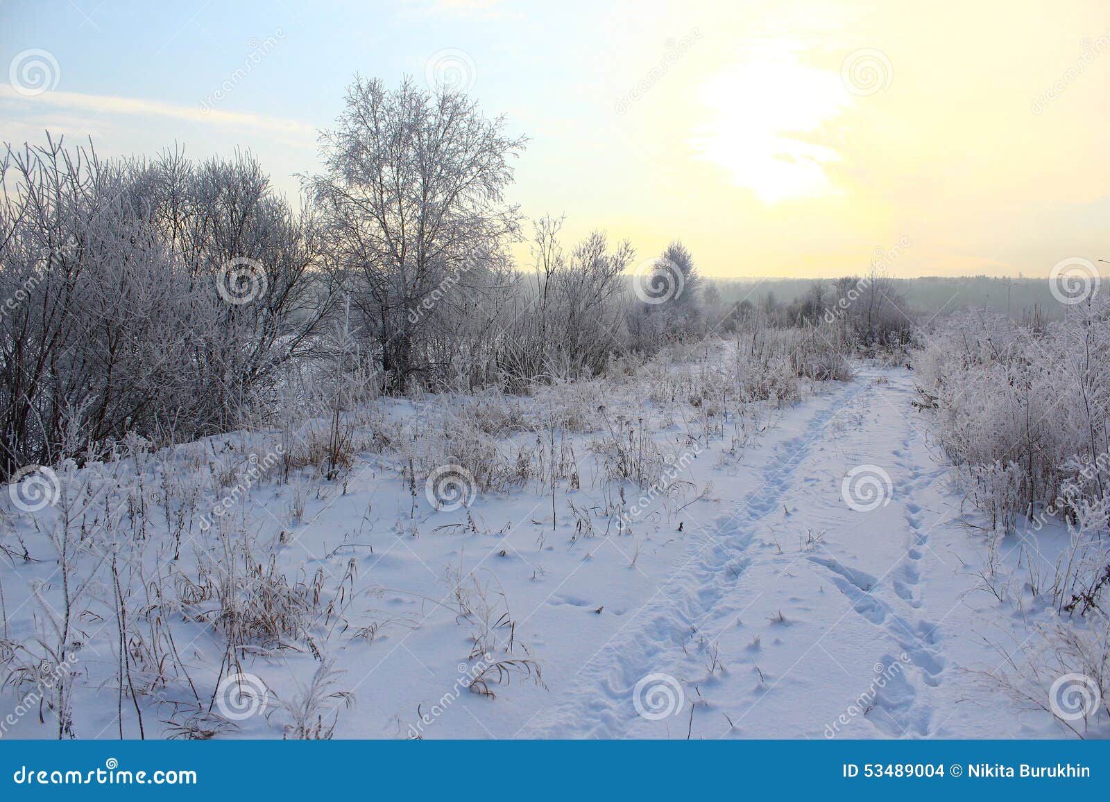 Winter Dawn Sun and Snowy Trail Stock Photo - Image of blue, plant ...