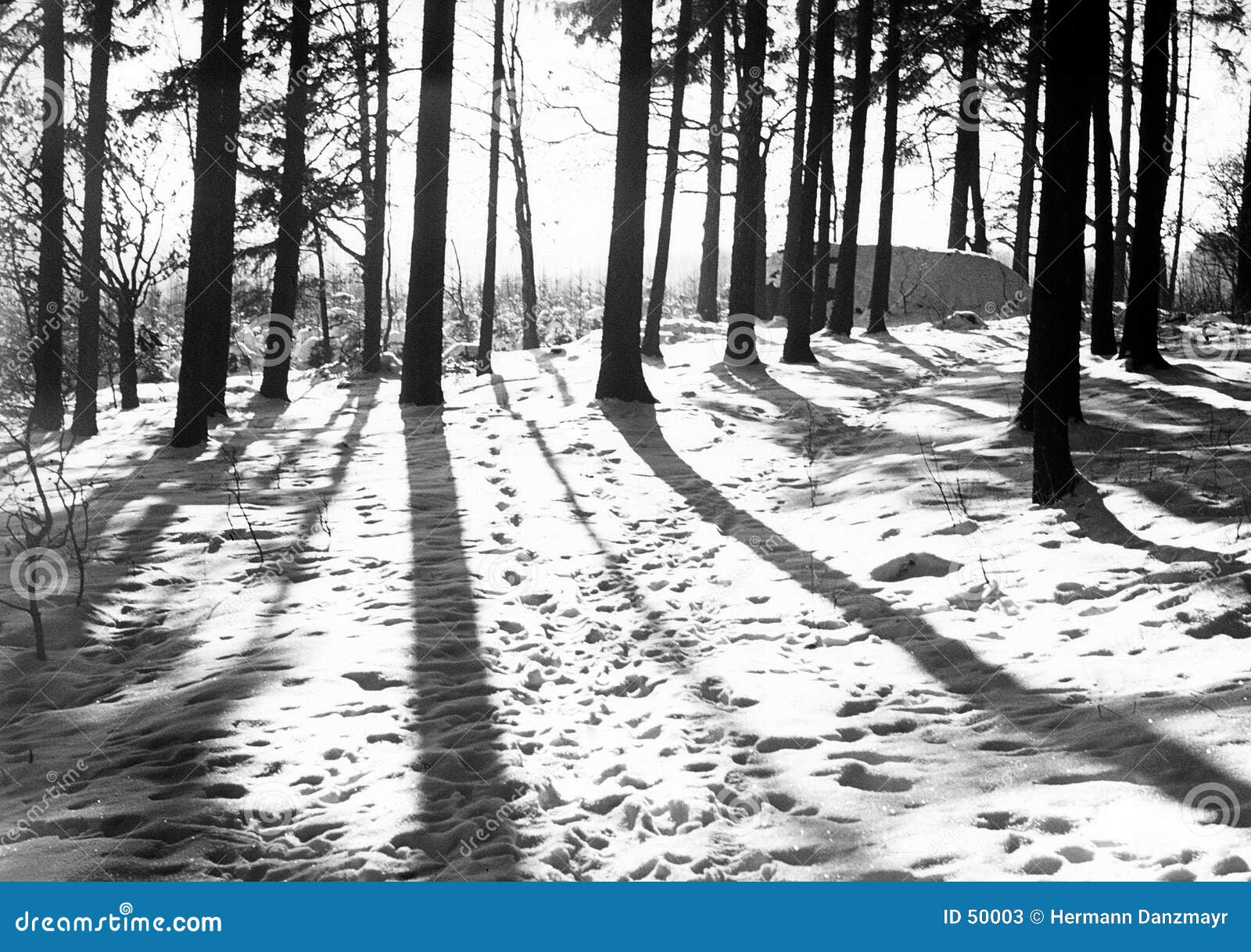 Winter day stock image. Image of winterday, snowing, nice - 50003