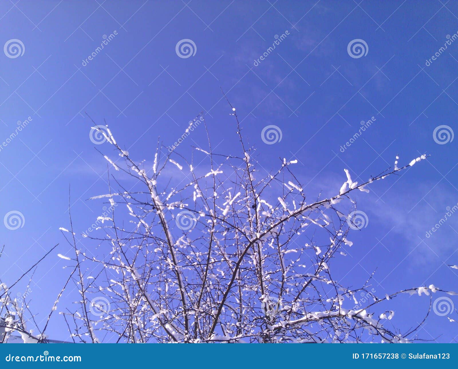 Winter Day. Blue Sky and Top Tree in Snow Stock Photo - Image of snow ...