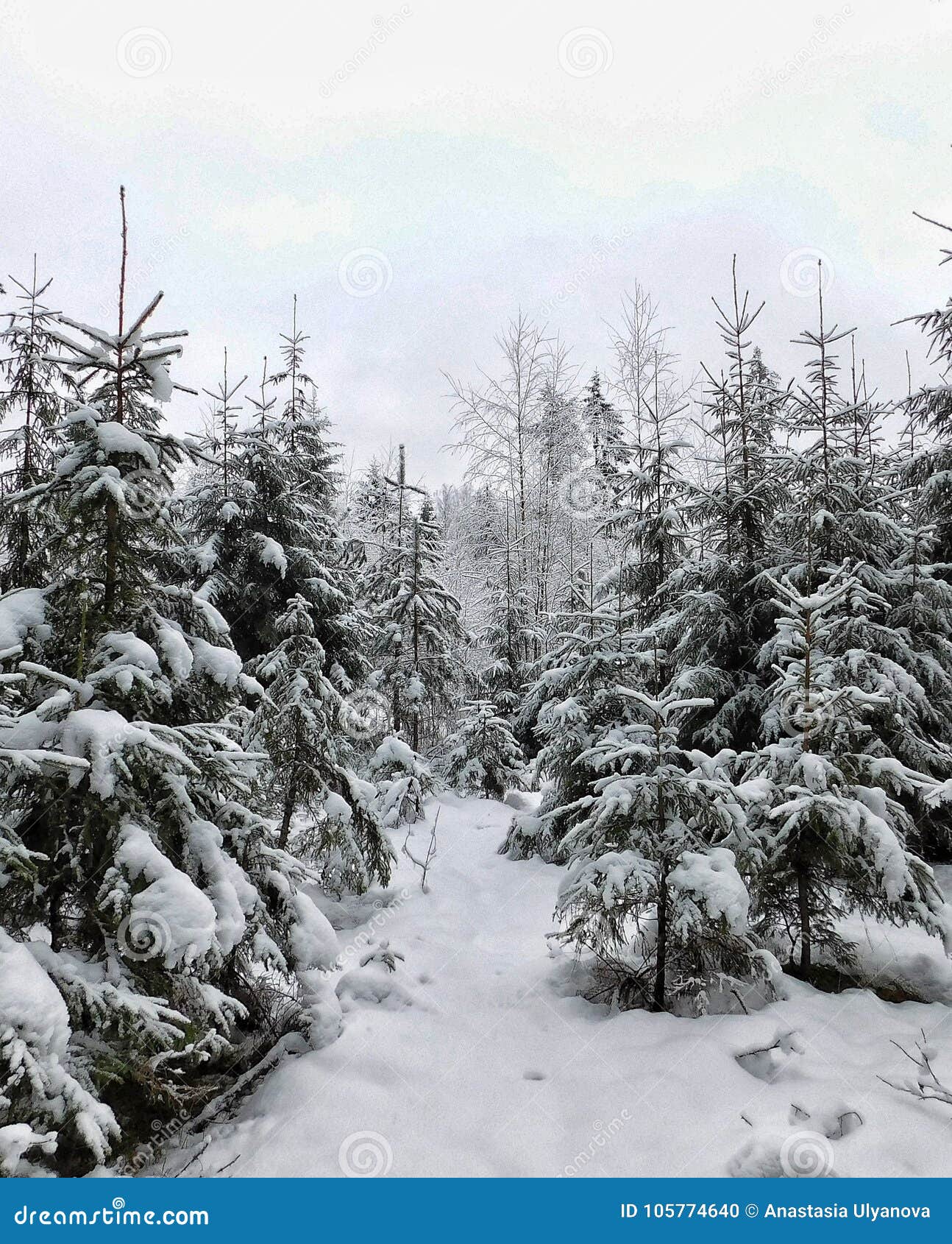 Winter day in the forest. stock photo. Image of sunset - 105774640