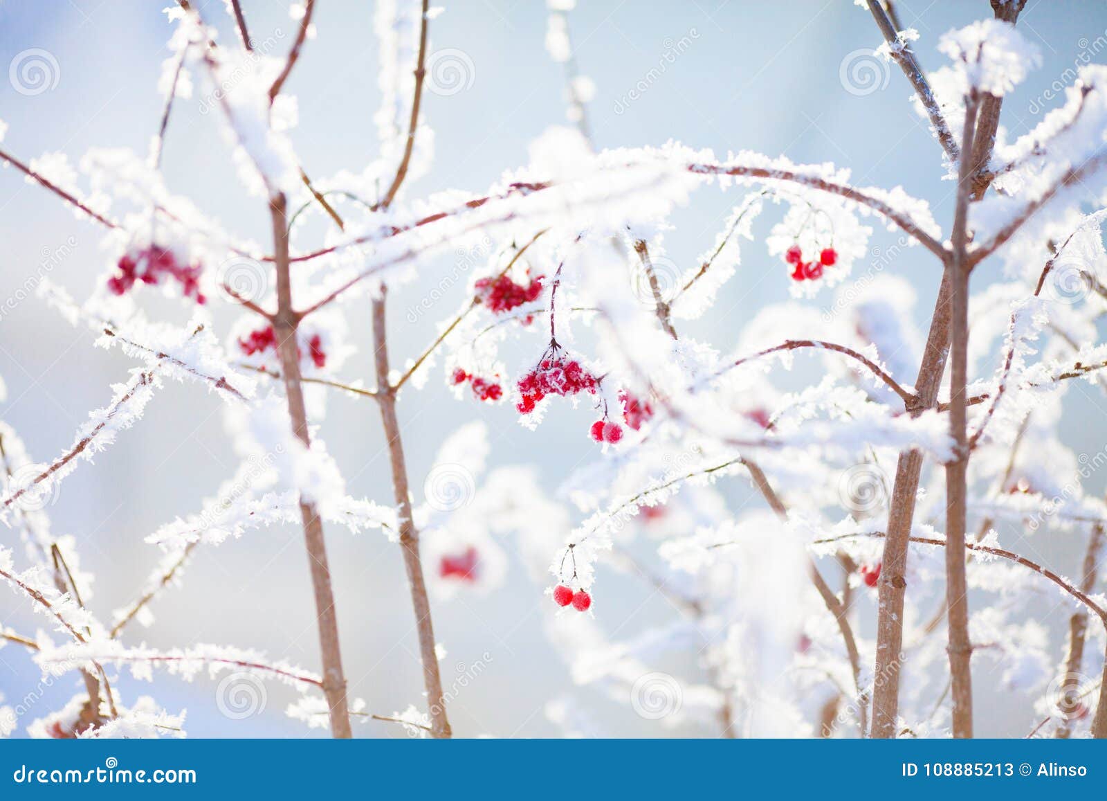 Winter, Snow at the Branches with Berries. Stock Image - Image of food ...
