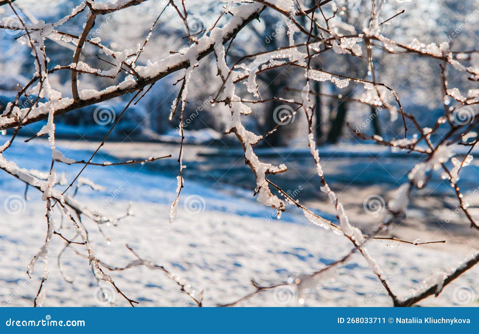 Winter Day.Tree Branch Covered with Frost.the Background is Blurry ...