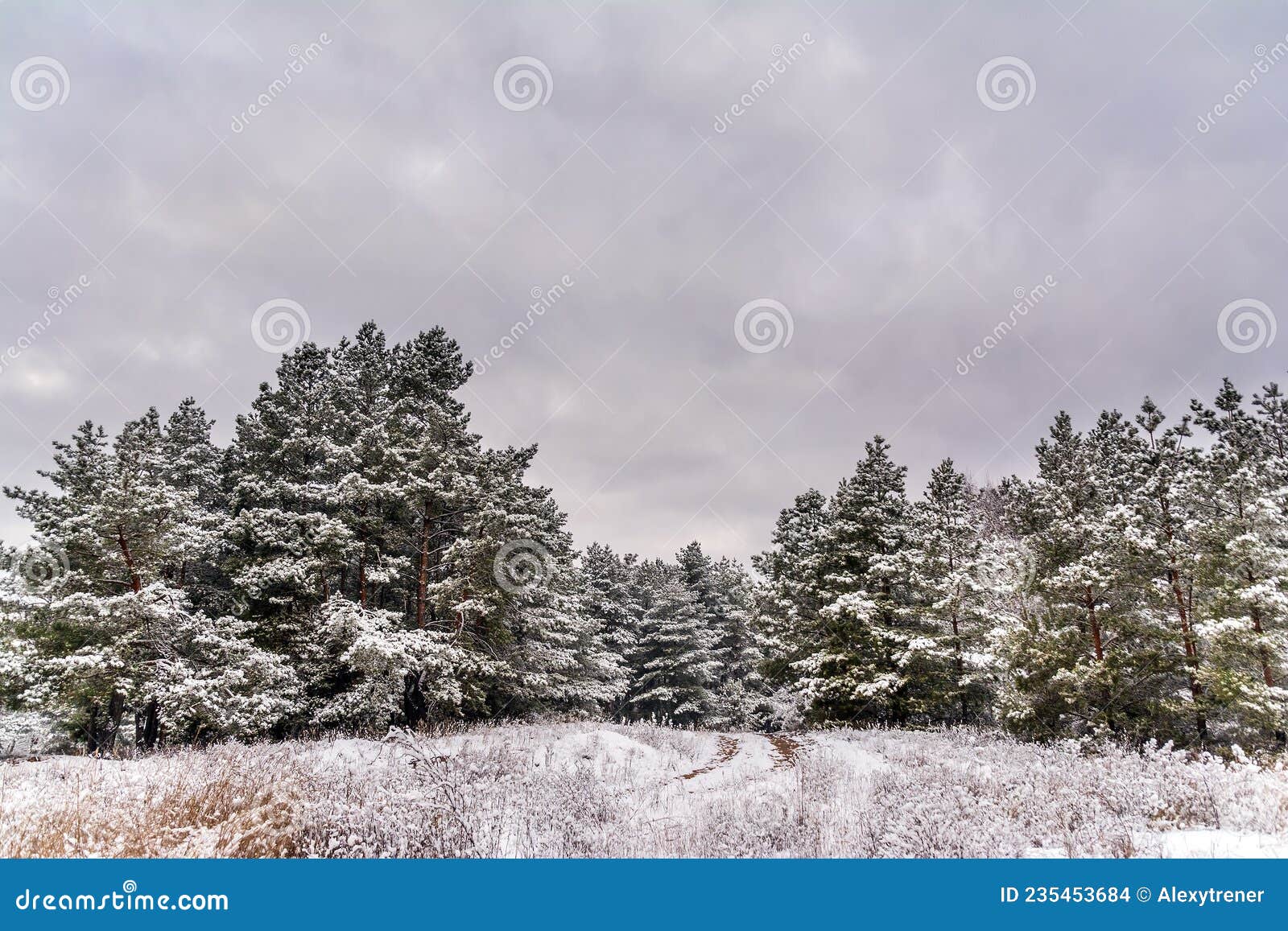 Winter in Deep Forest. Snow on Pine Trees Stock Photo - Image of cold ...
