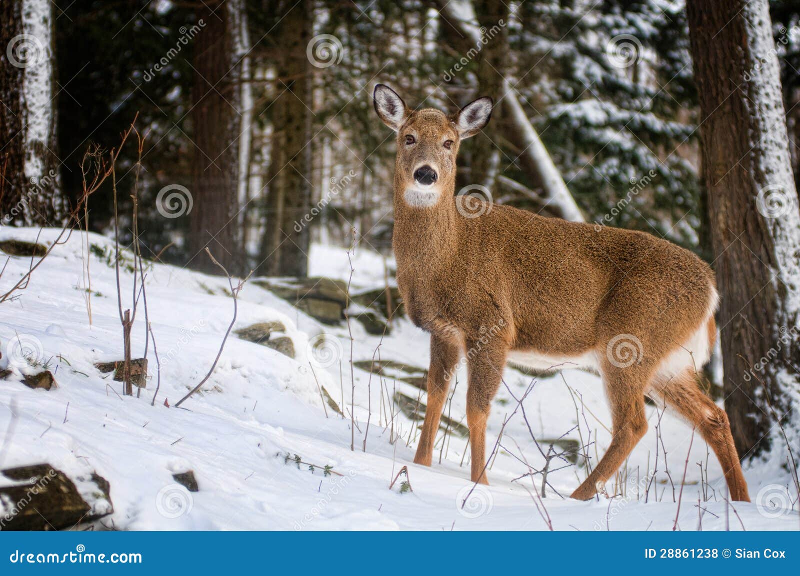 Winter deer stock photo. Image of animal, deer, forest - 28861238