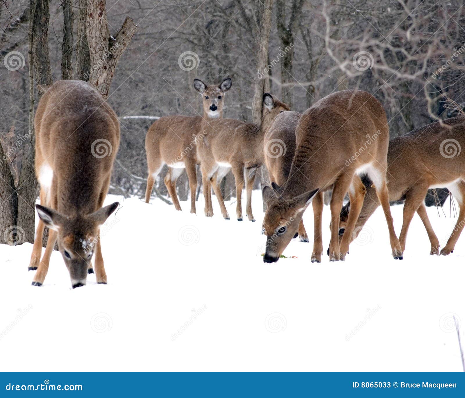 Winter Deer stock image. Image of wildlife, animal, nature - 8065033