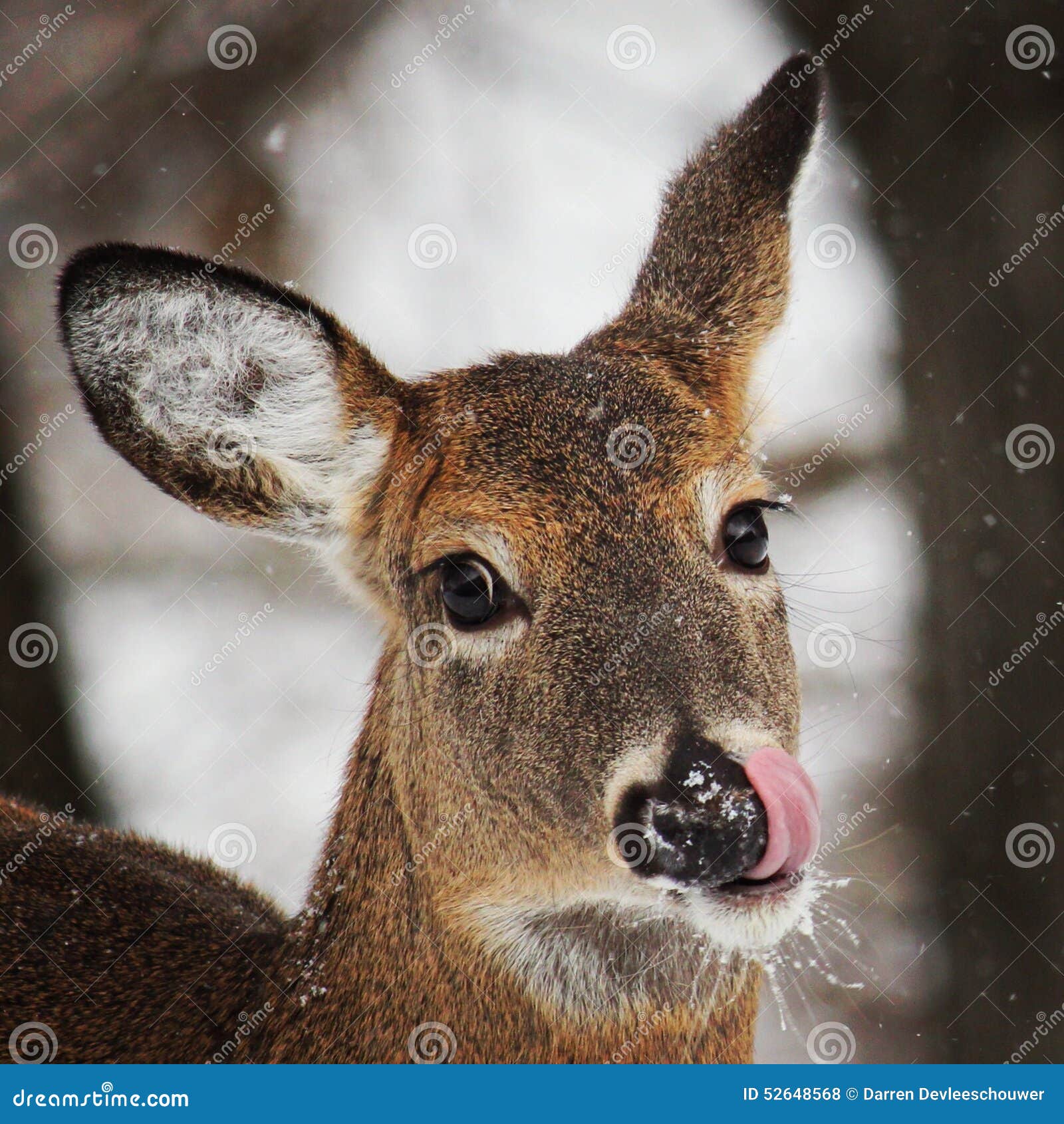 Winter deer stock photo. Image of deer, licking, winter - 52648568