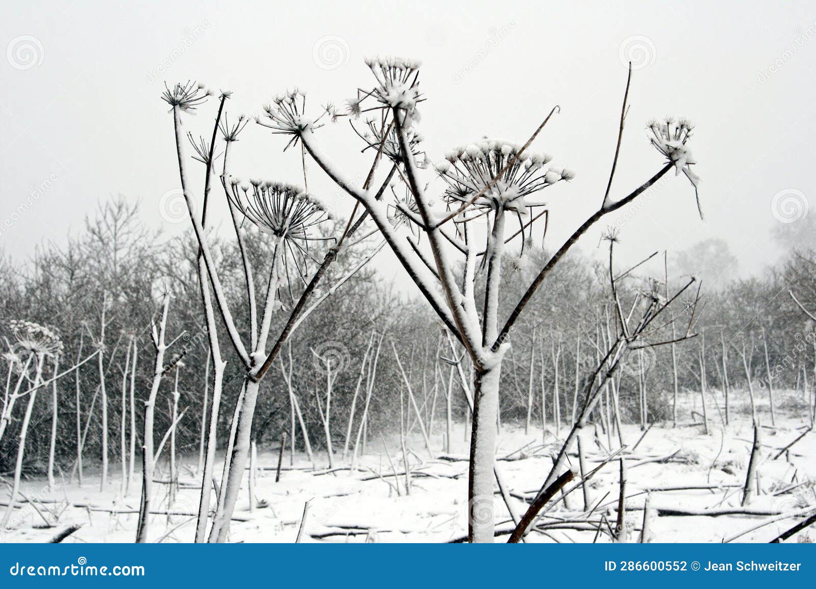 Winter in Denmark stock photo. Image of snow, forestal - 286600552