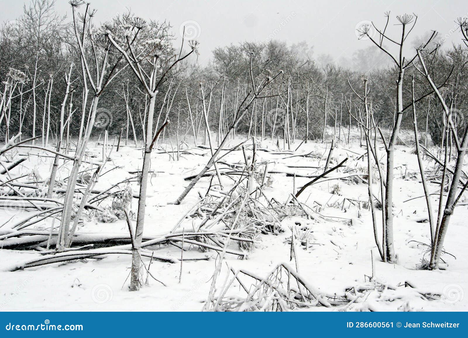 Winter in Denmark stock image. Image of denmark, scandinavia - 286600561