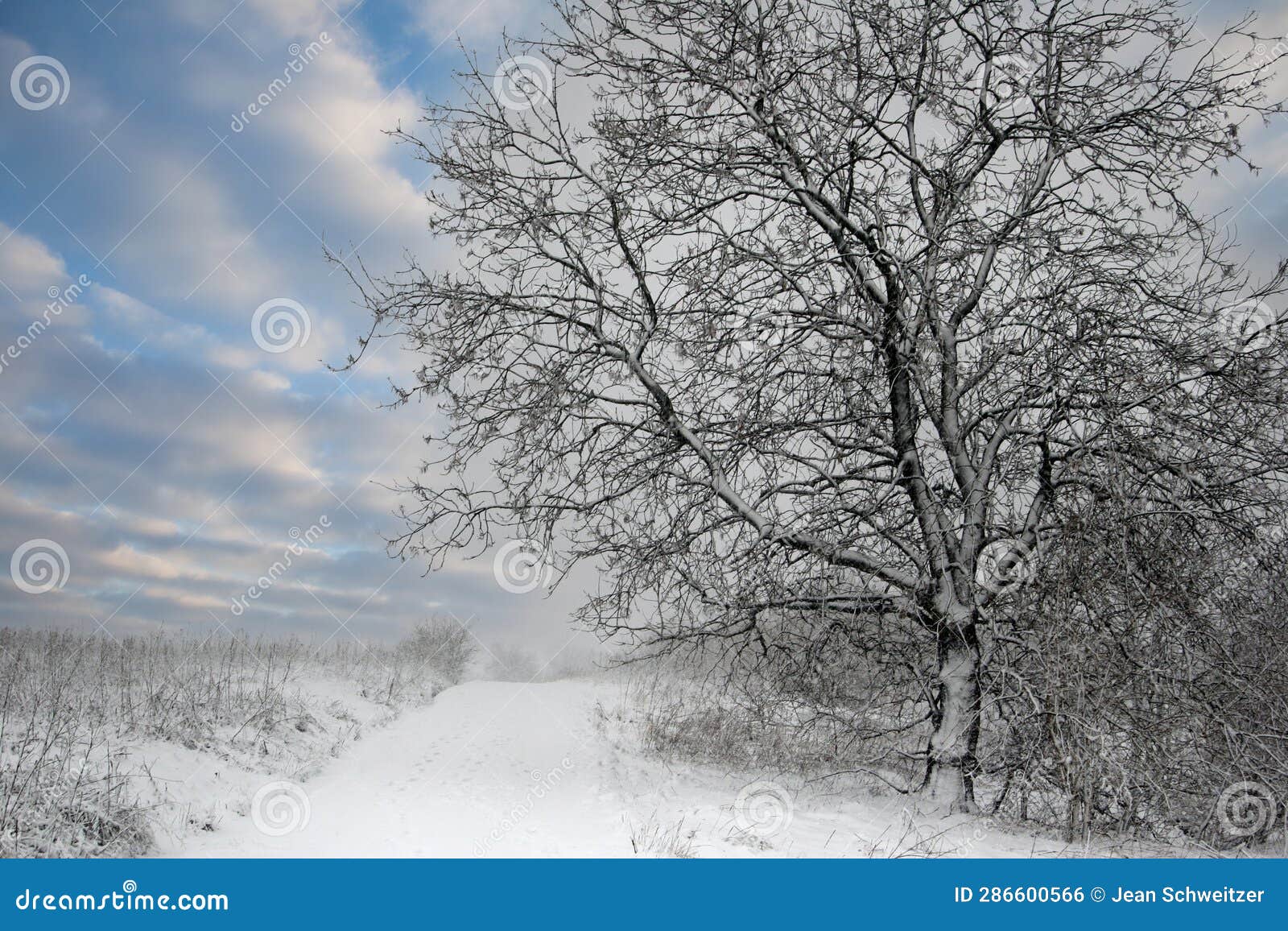 Winter in Denmark stock photo. Image of danish, scandinavian - 286600566