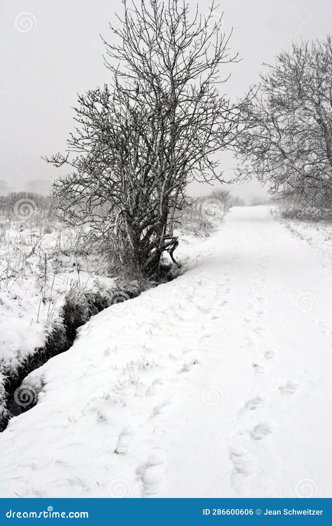 Winter in Denmark stock photo. Image of winter, lake - 286600606