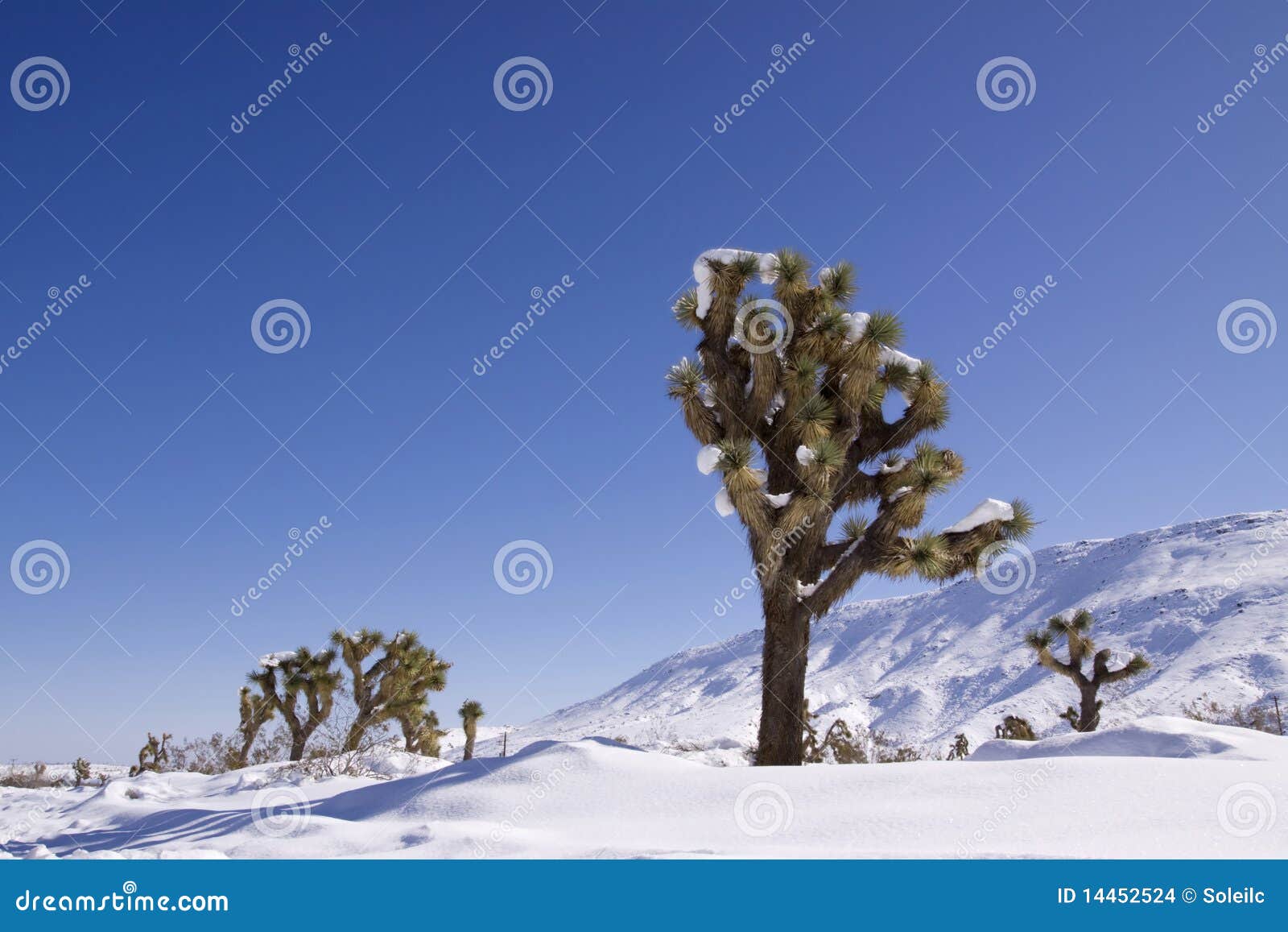 Winter in the desert stock photo. Image of tree, nature - 14452524