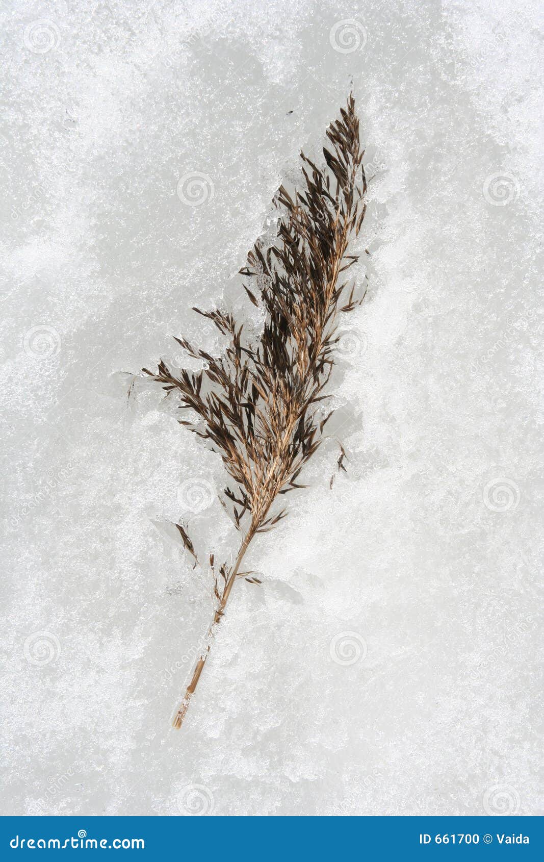 Winter Details stock photo. Image of grass, isolated, freeze - 661700