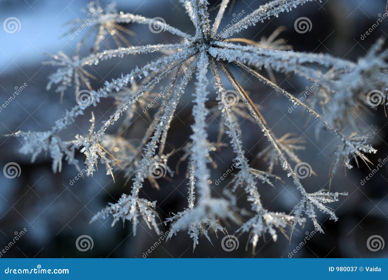 Winter details stock image. Image of details, abstraction - 980037