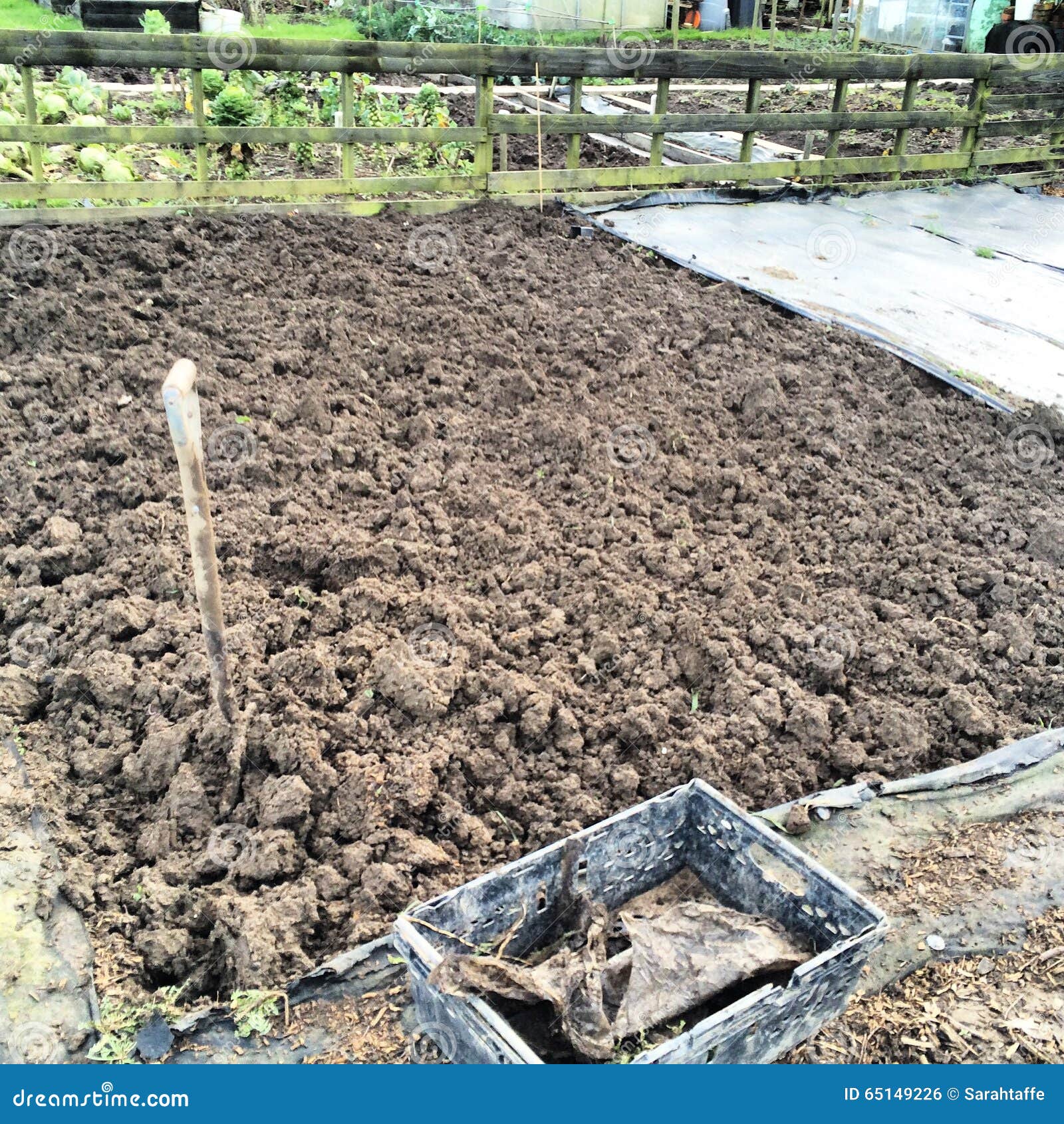Winter digging stock photo. Image of winter, vegetable - 65149226