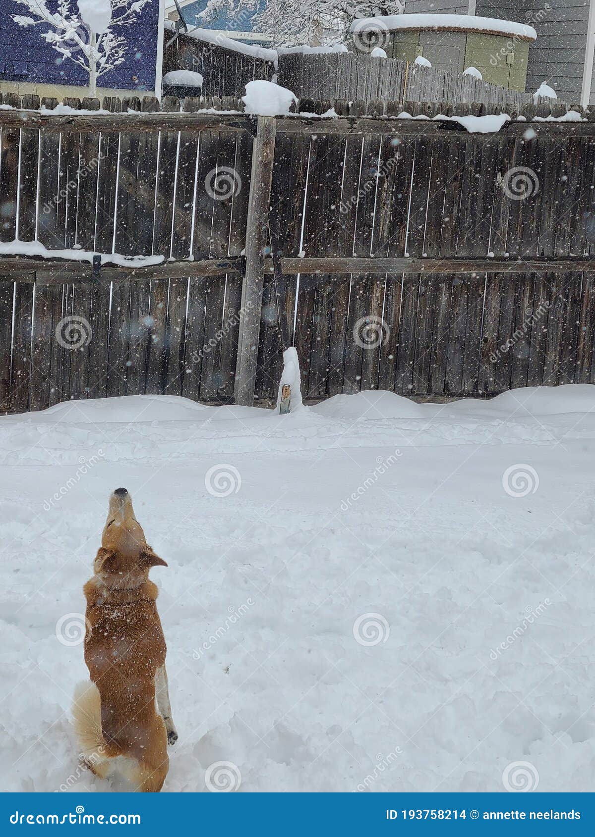 Winter dingo life stock photo. Image of iron, window - 193758214