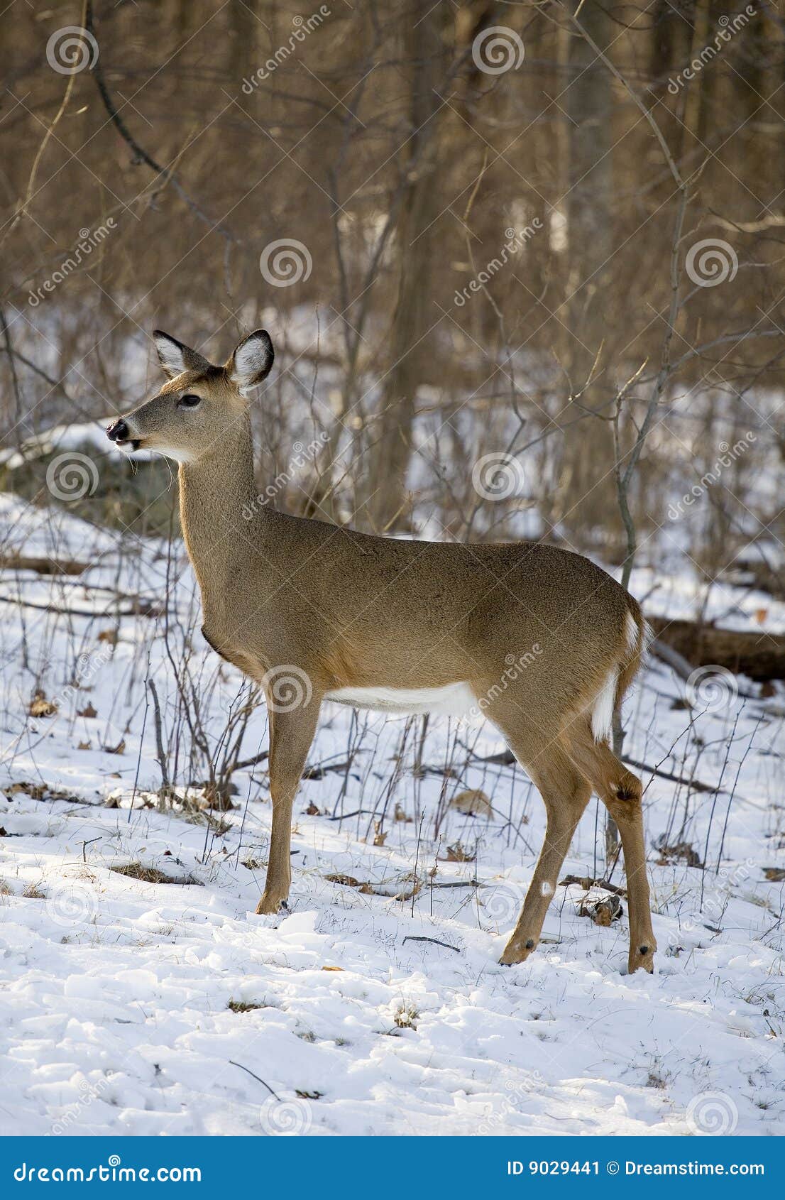 Winter doe stock image. Image of wildlife, deer, mammal - 9029441
