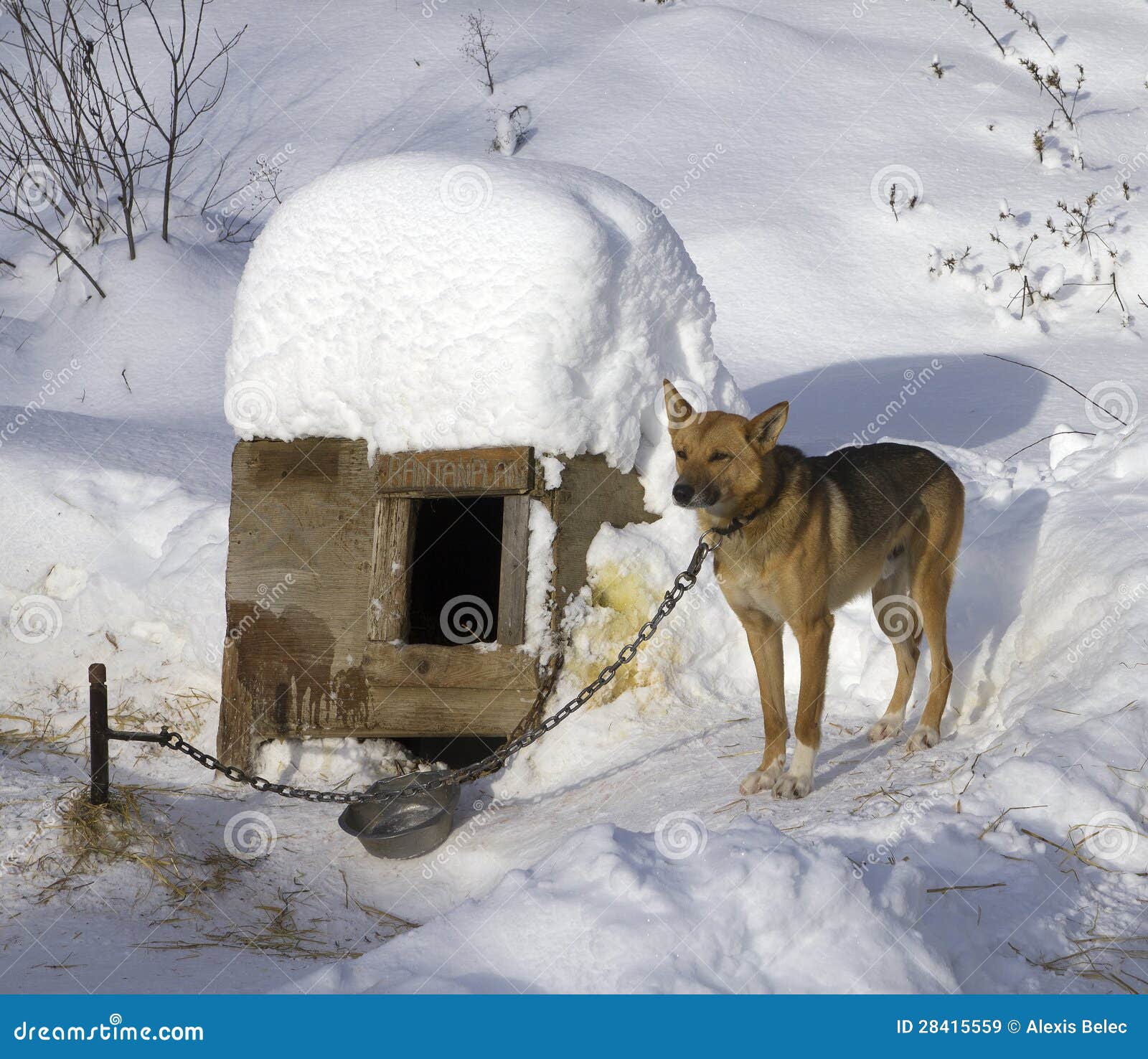 Dog Pawn Photos - Free & Royalty-Free Stock Photos from Dreamstime