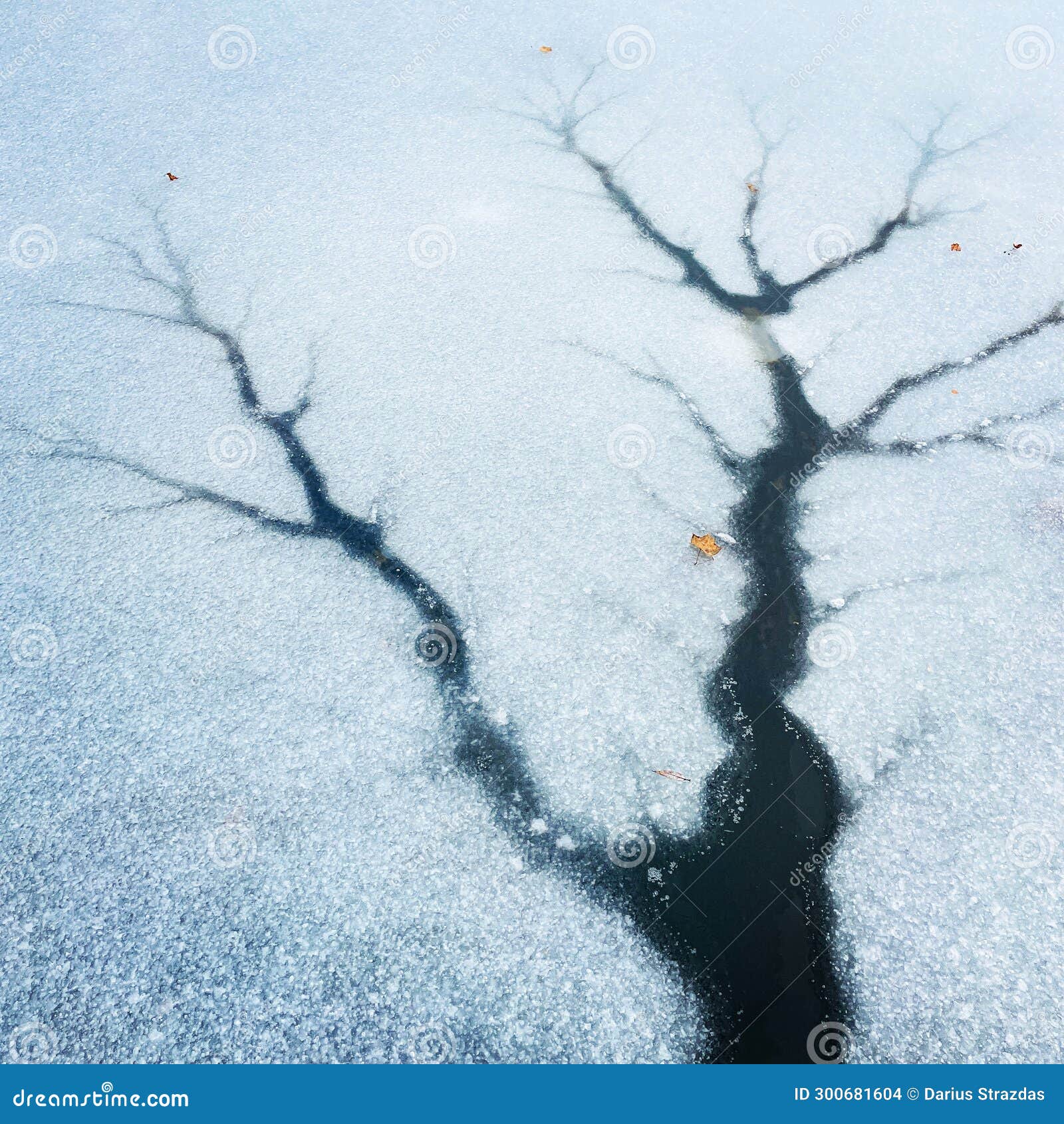 Winter Drawing. Tree in Water Made Cold Stock Photo - Image of cold ...