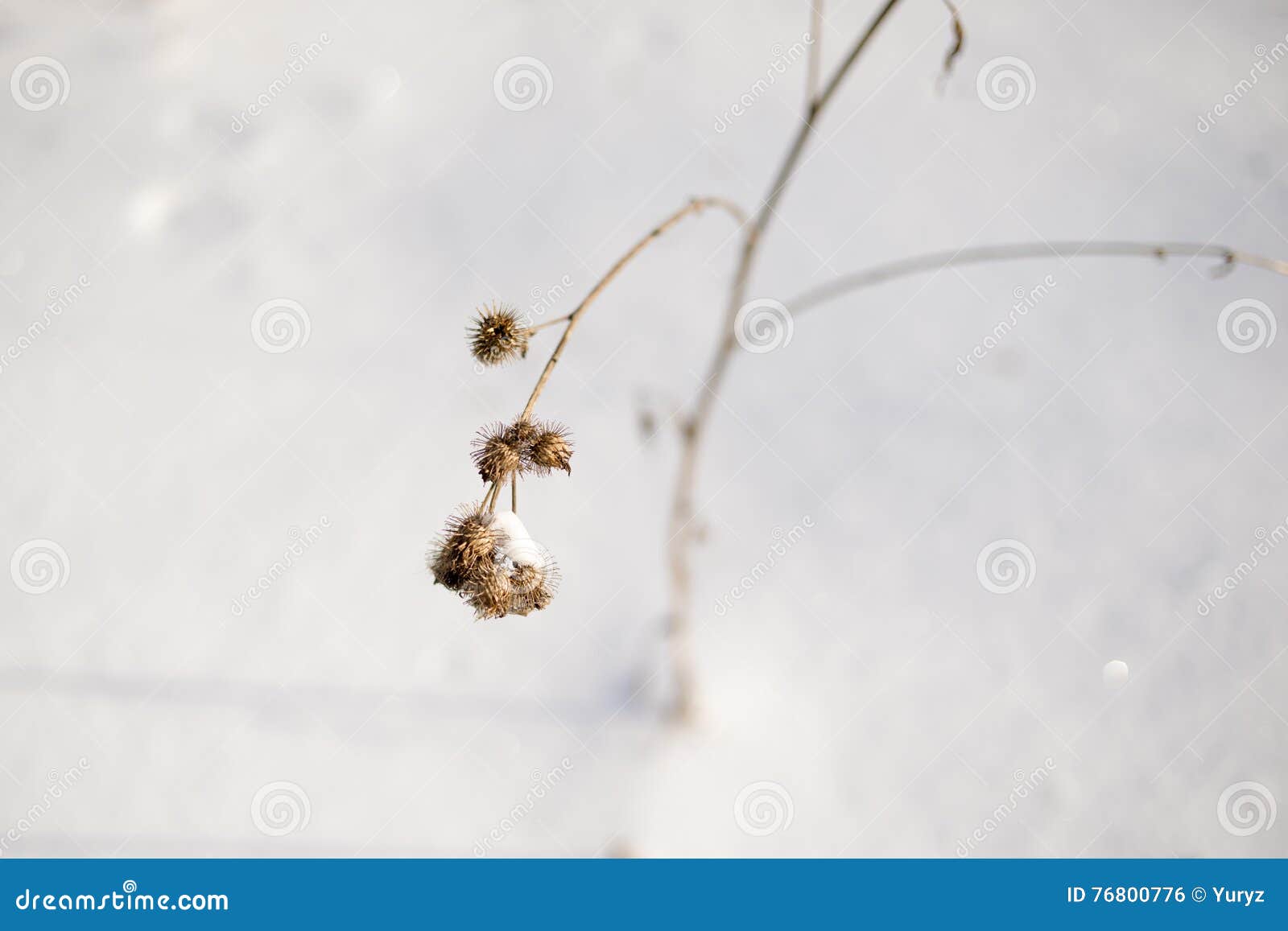 Winter dry burr stock photo. Image of needle, cold, detail - 76800776