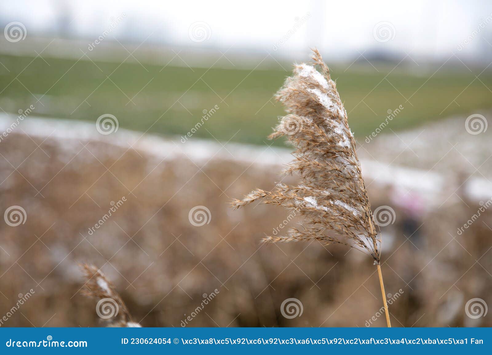 Wheat Residual After Cutting Crops , Gehun Ki Totar , Farm Residue ...