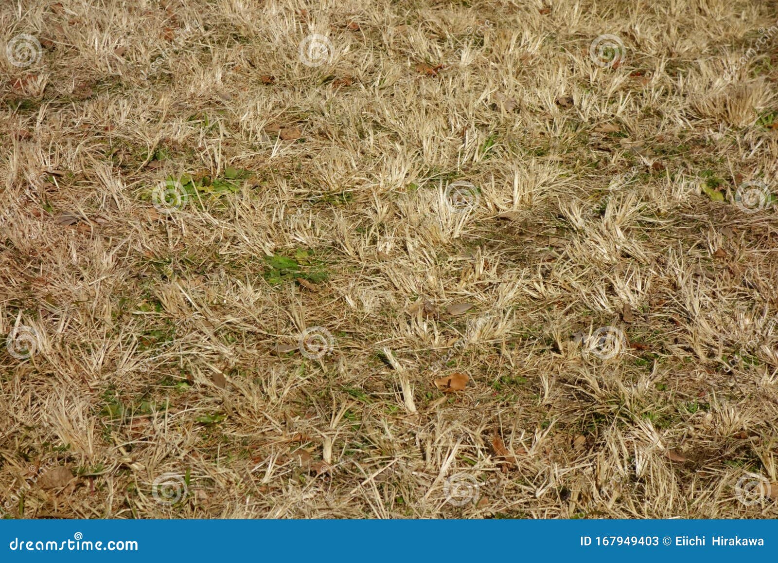 Withered and sad lawn stock image. Image of plant, nature - 167949403