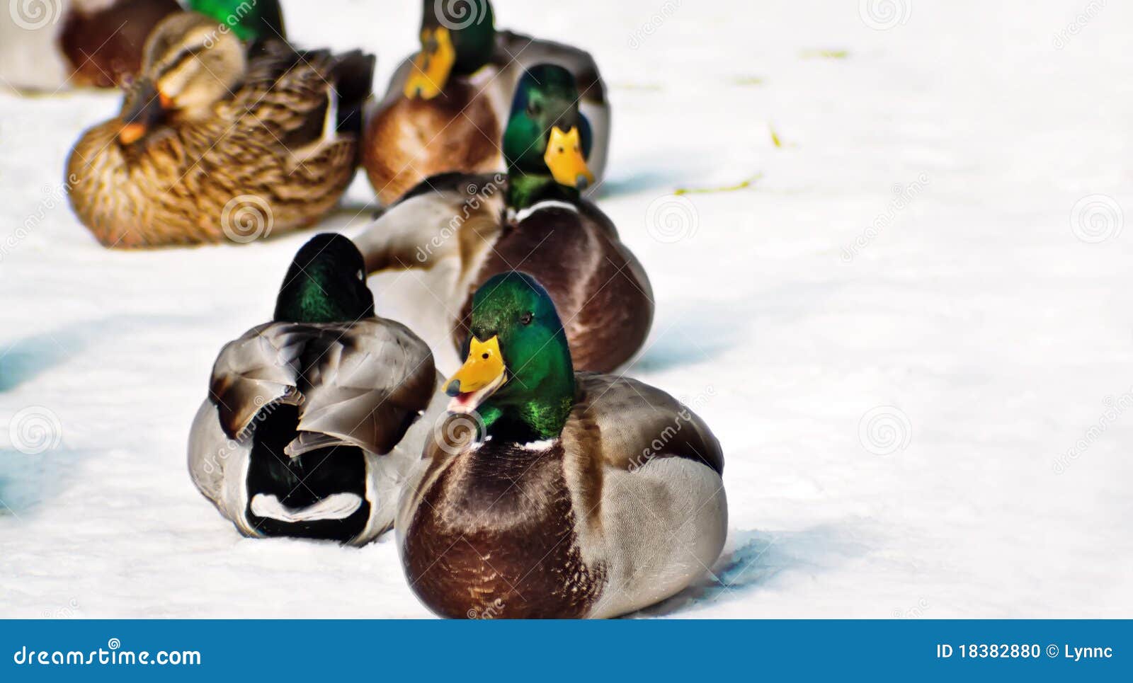 Winter Ducks stock photo. Image of snow, brown, mallard - 18382880