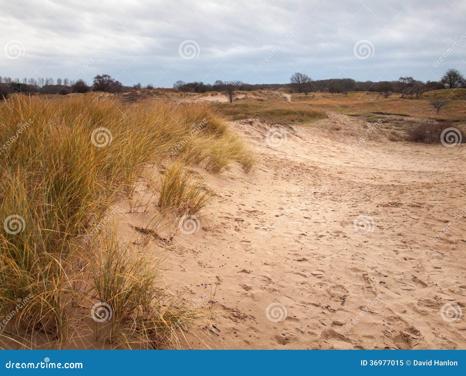 Winter dune landscape stock image. Image of grassland - 36977015