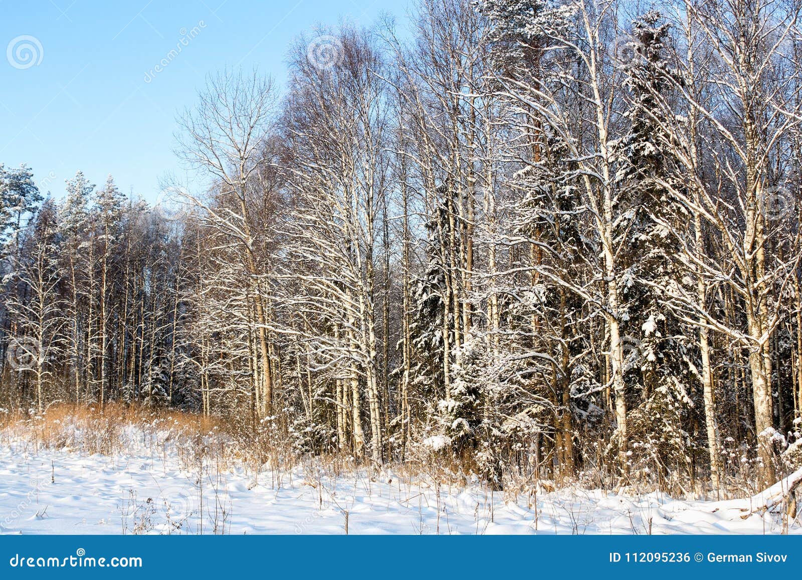Winter edge of the forest. stock photo. Image of scenic - 112095236