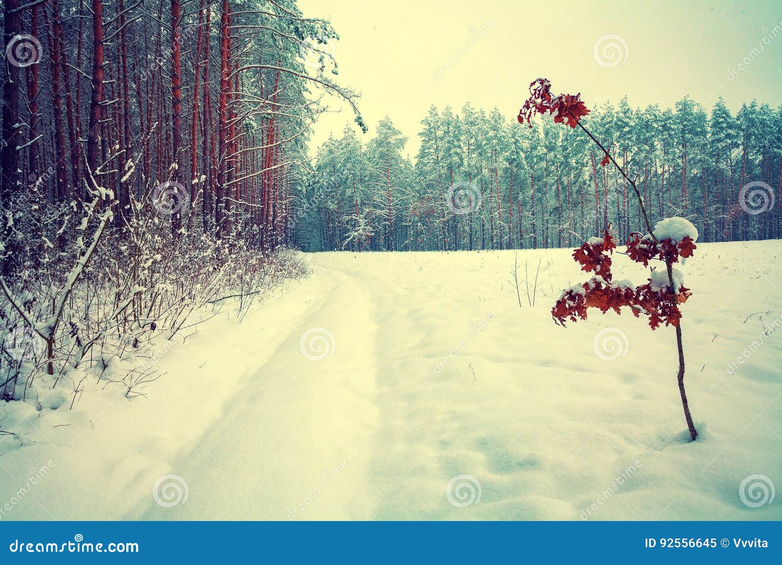 Winter at the Edge of the Forest Stock Image - Image of cool, color ...