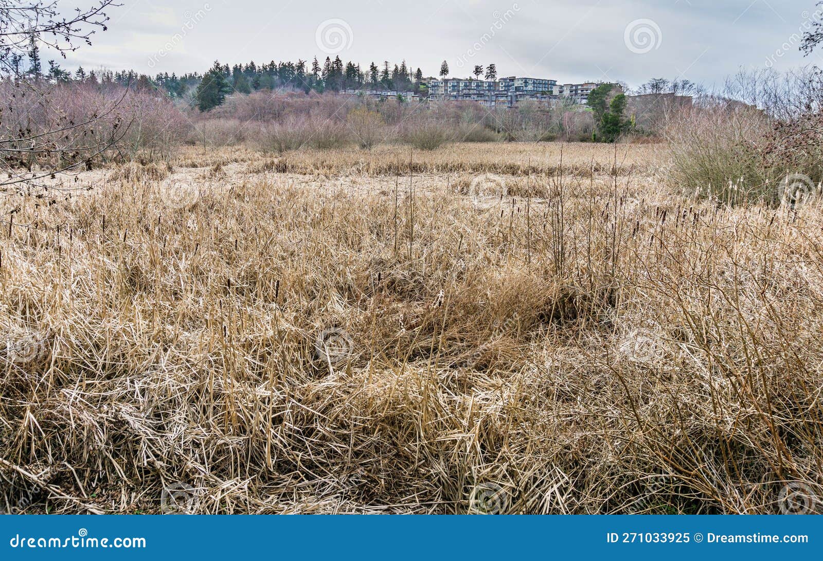 Edmonds Marsh in Winter 4 stock image. Image of swamp - 271033925