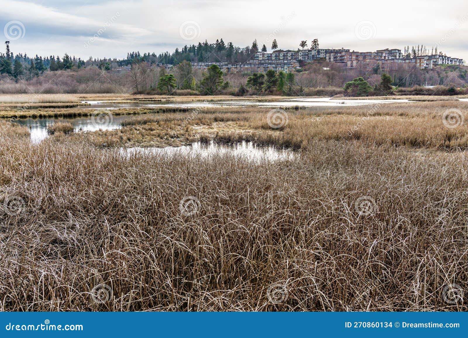 Edmonds Marsh in Winter 9 stock photo. Image of nature - 270860134