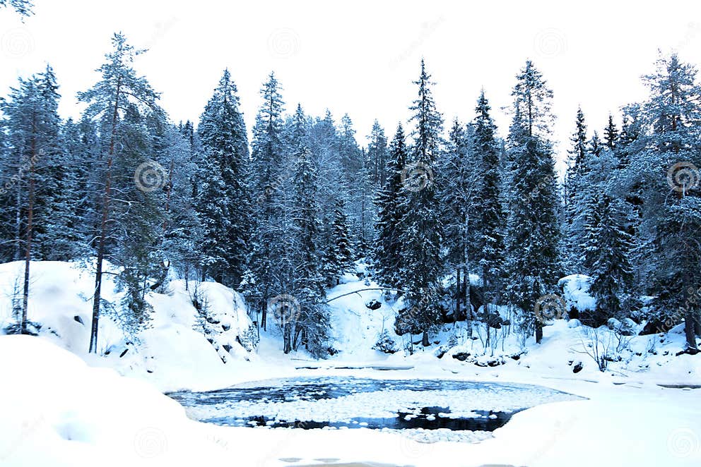 Winter Evening in Deep Forest Stock Image - Image of tree, sparkling ...