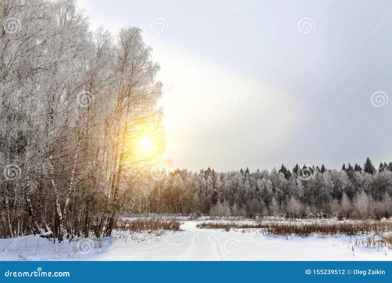 Winter Evening on the Edge of the Forest Stock Photo - Image of white ...