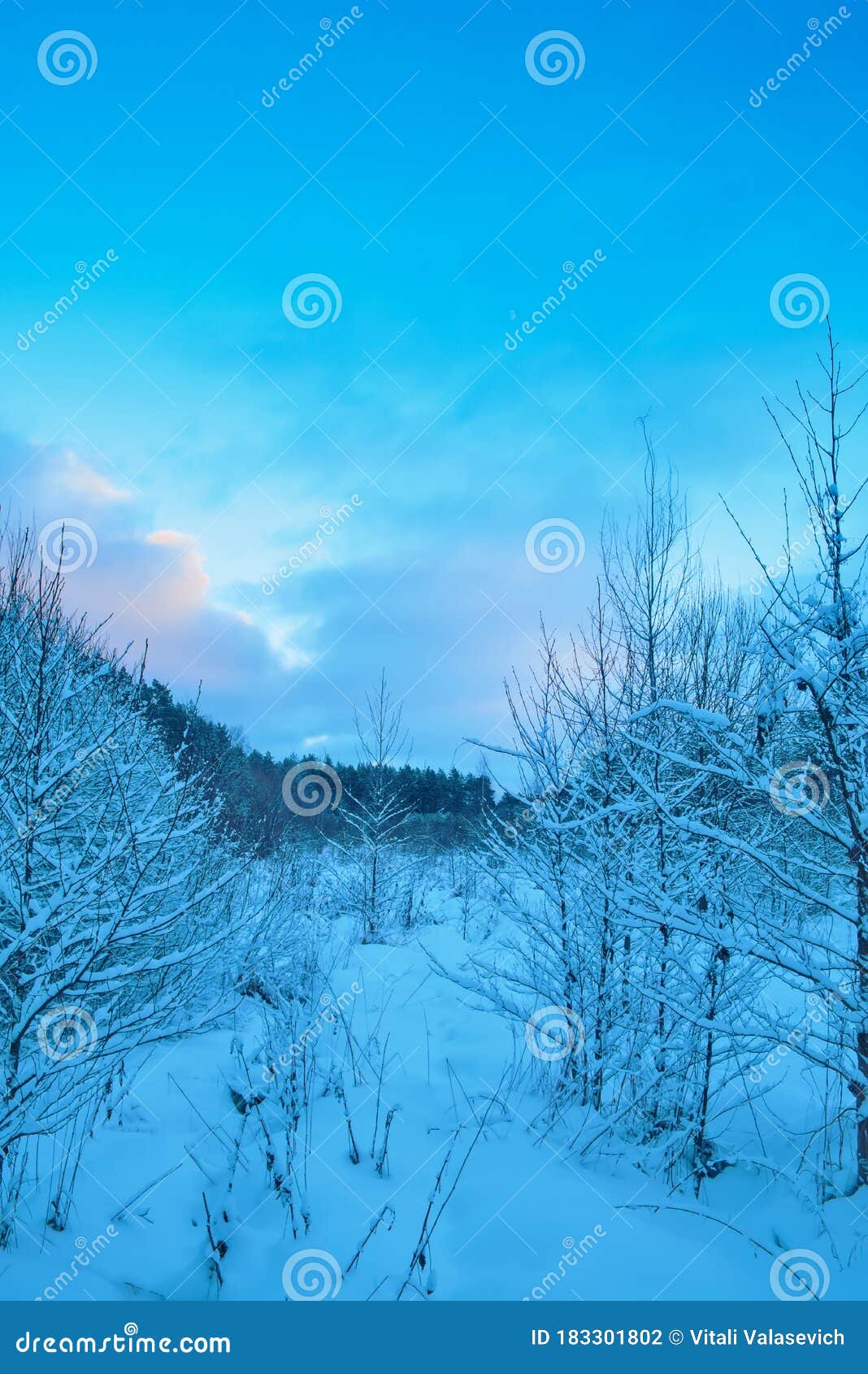 Winter Evening in the Forest Stock Photo - Image of evening, morning ...