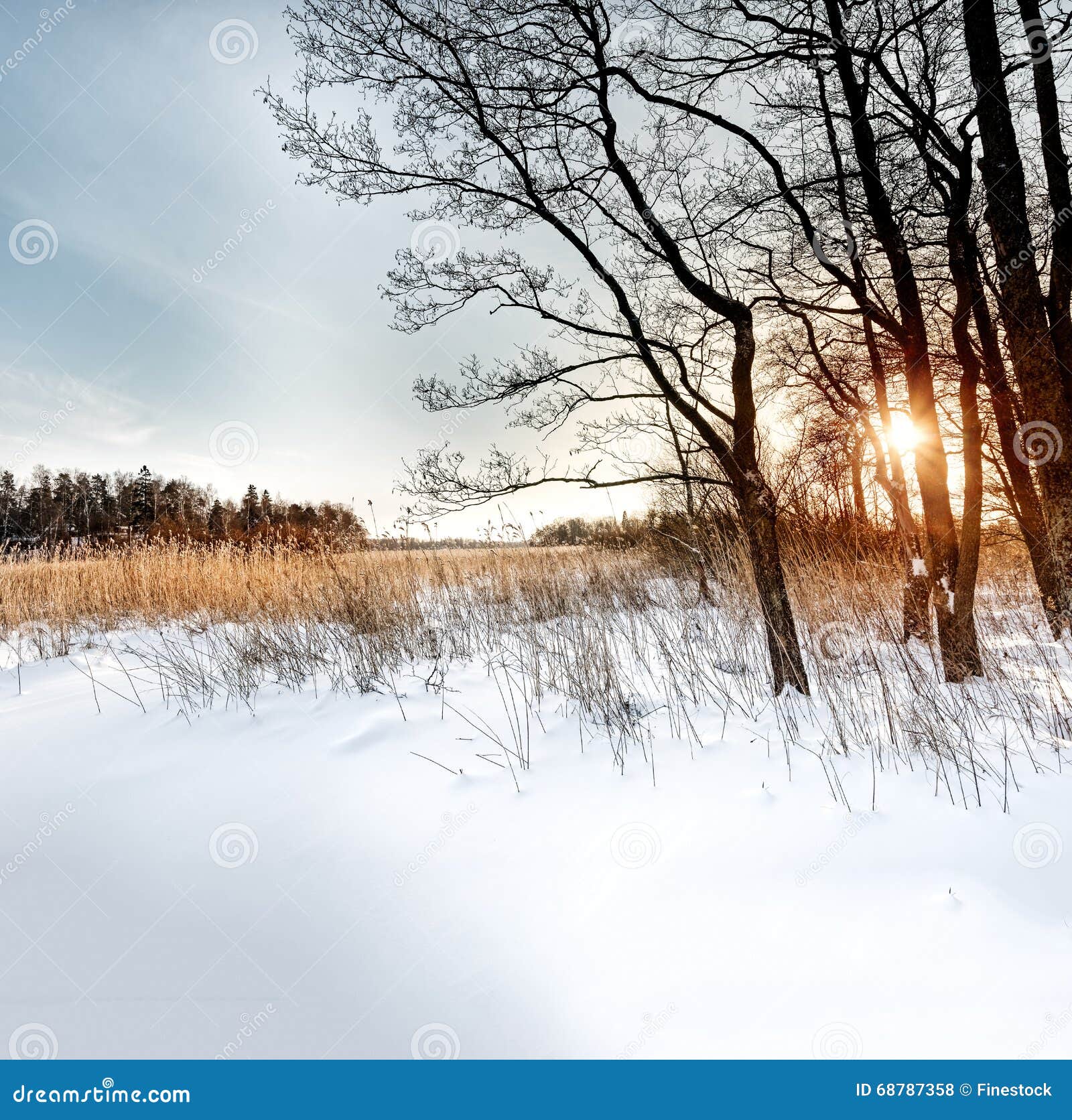 Winter Evening stock photo. Image of nature, winter, snow - 68787358